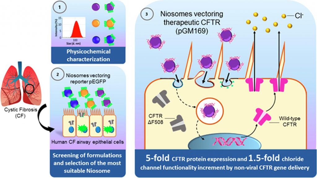 Non-viral mediated gene therapy in human cystic fibrosis airway epithelial cells recovers ...